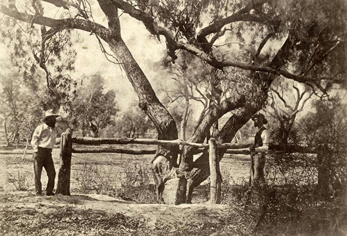 Burke's Tree | Dig - The Burke & Wills Research Gateway