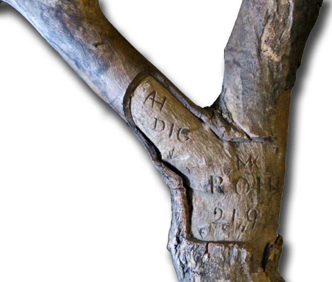 Burke's Tree | Dig - The Burke & Wills Research Gateway